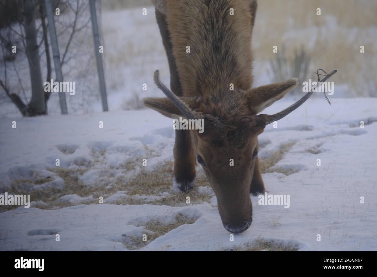 Snow spike elk hi-res stock photography and images - Alamy