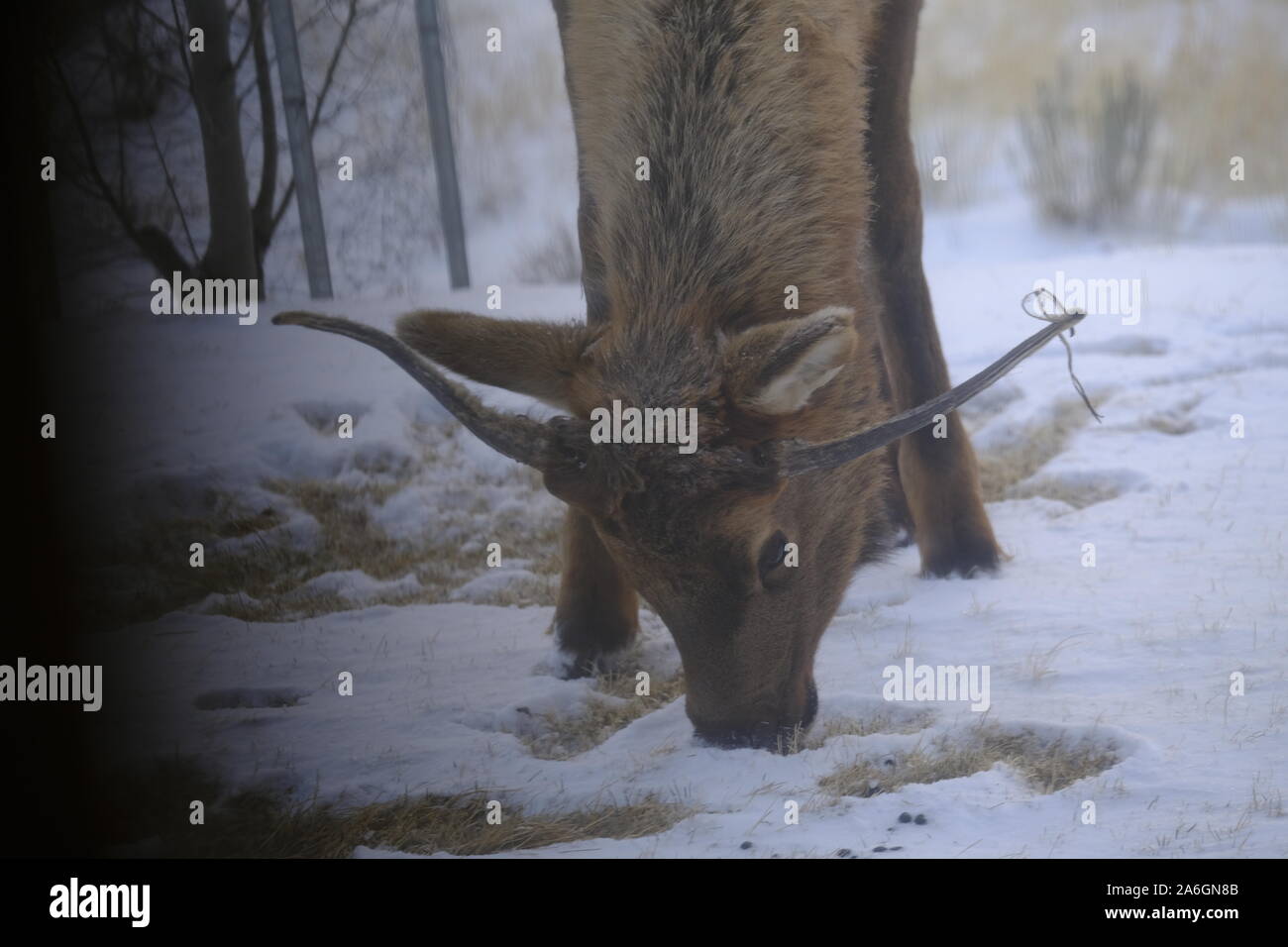 Elk in winter Stock Photo - Alamy