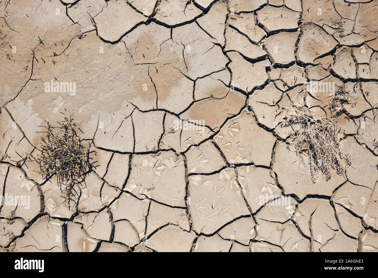 Earth and sand desert with sand cut dried plants and footprints ...