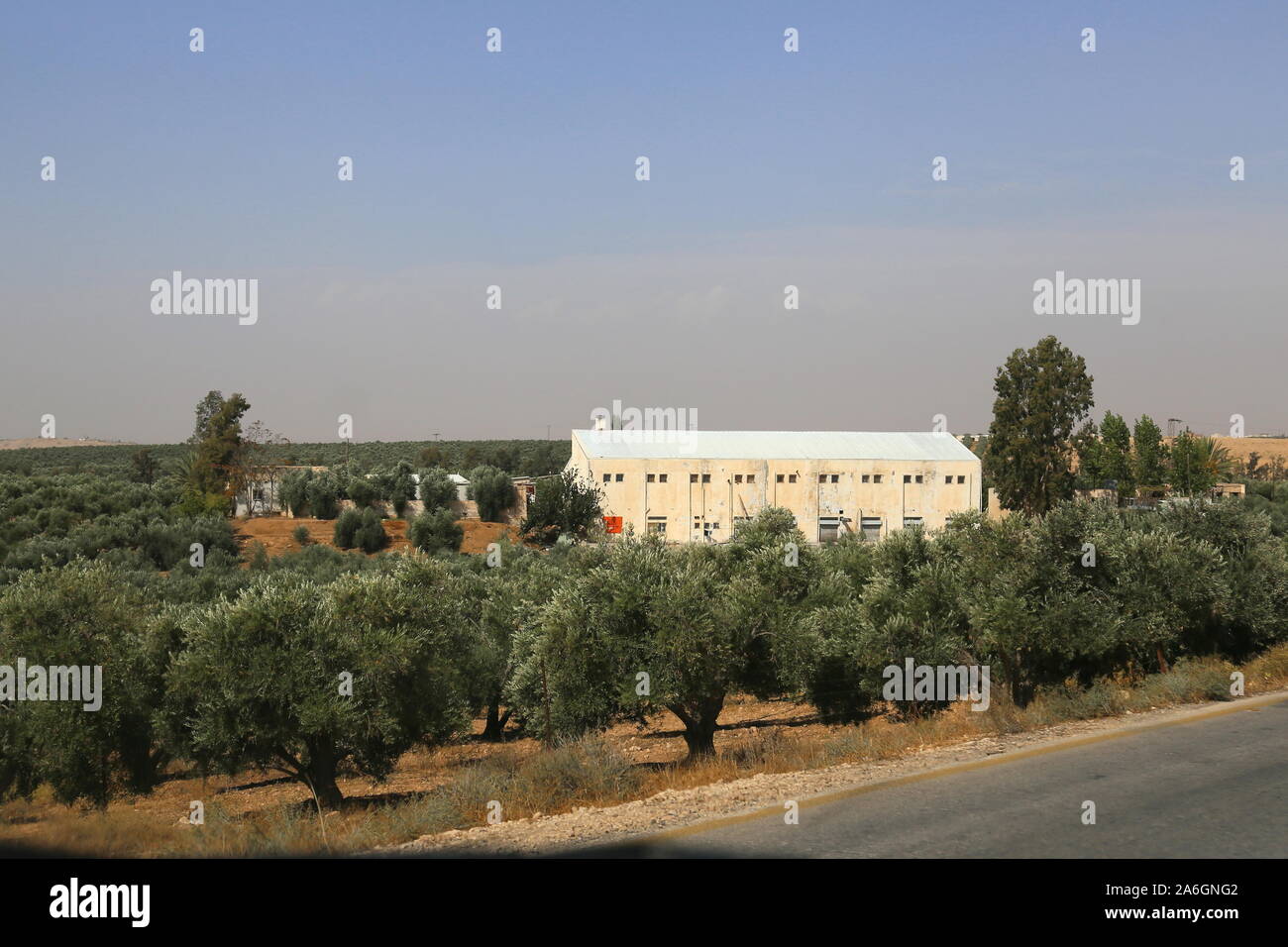 Olive farming near Umm Ar Rasas, Amman Governorate, Jordan, Middle East ...