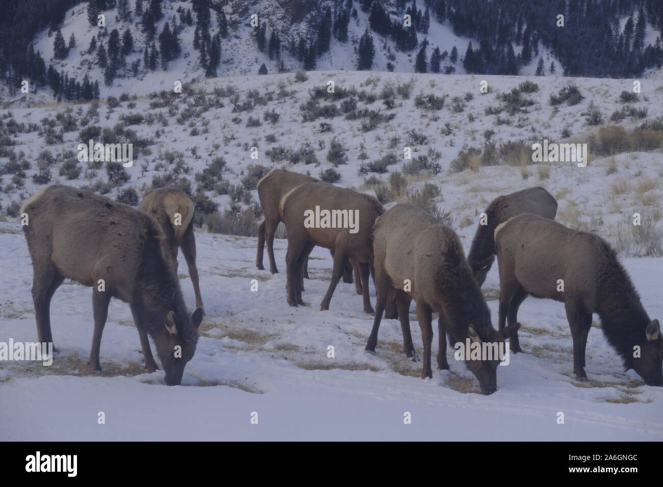 Elk in winter Stock Photo - Alamy