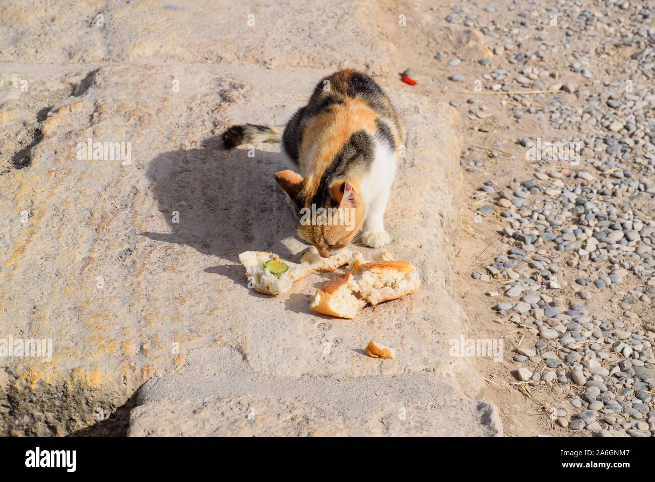 Adorable cat lying feeding hi-res stock photography and images - Alamy