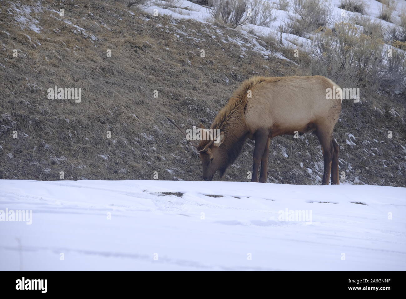 Snow spike elk hi-res stock photography and images - Alamy