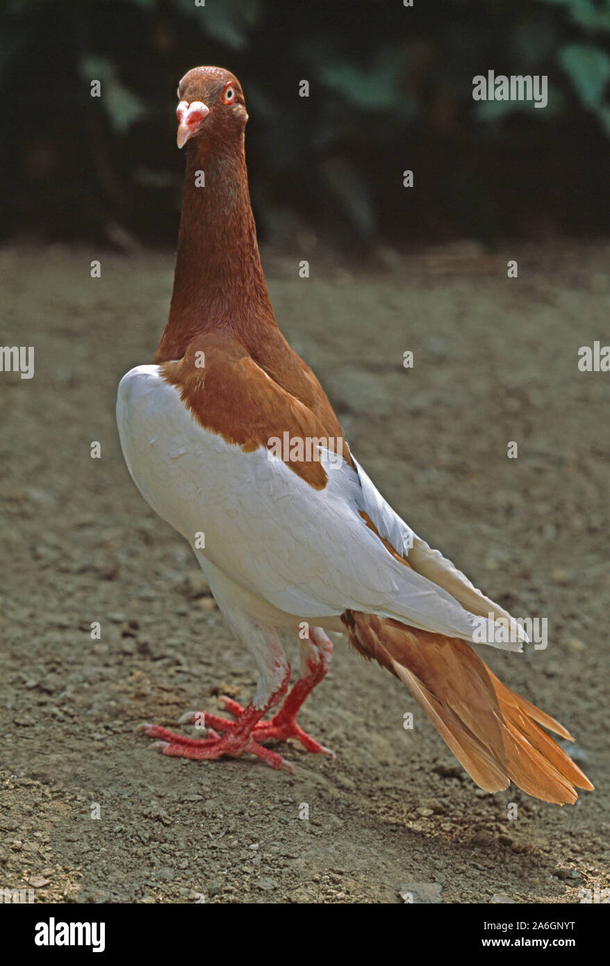 RED MAGPIE (Columba livia domestica). Domestic breed of pigeon.Standing ...