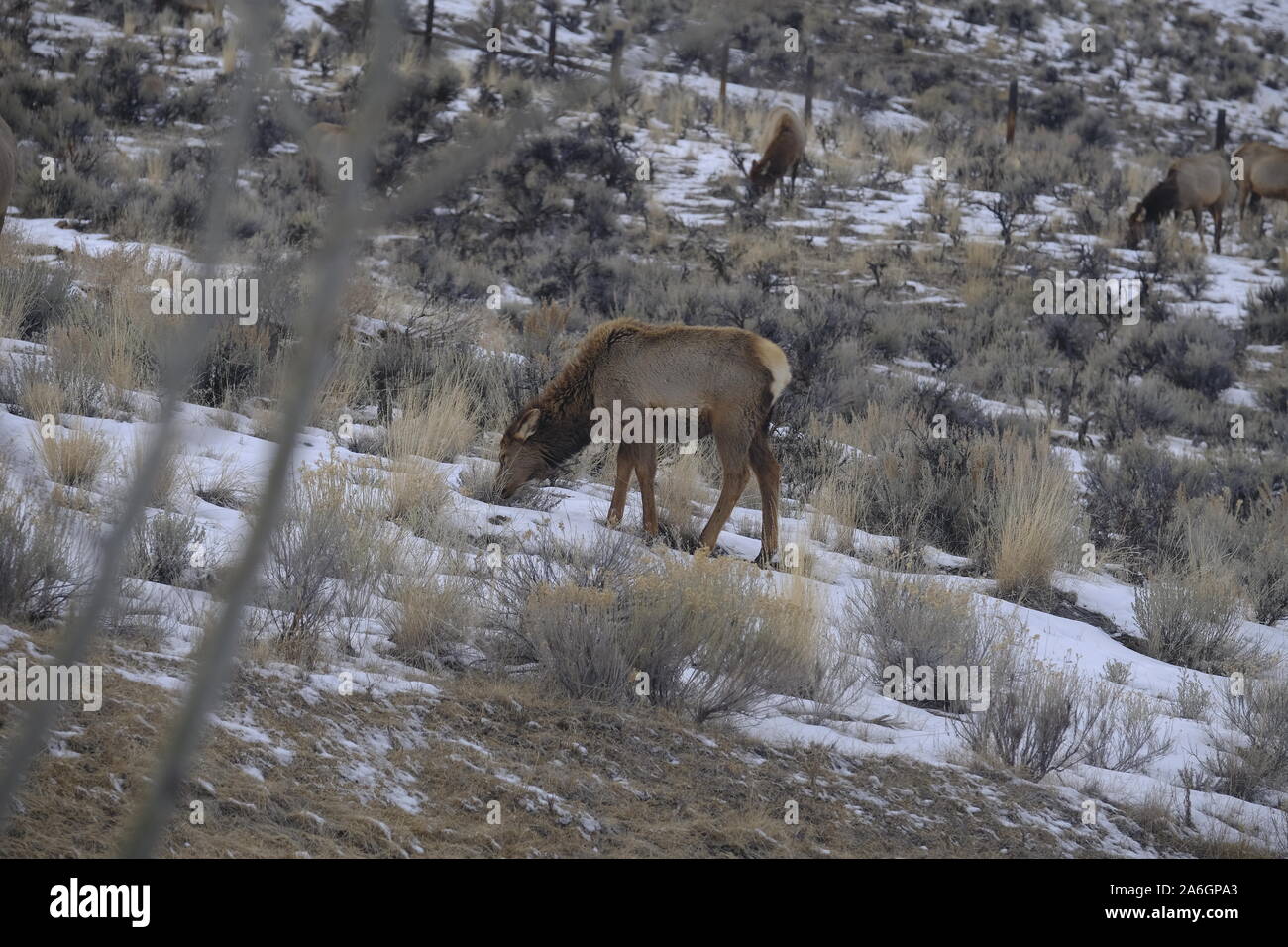 Spike elk hi-res stock photography and images - Alamy