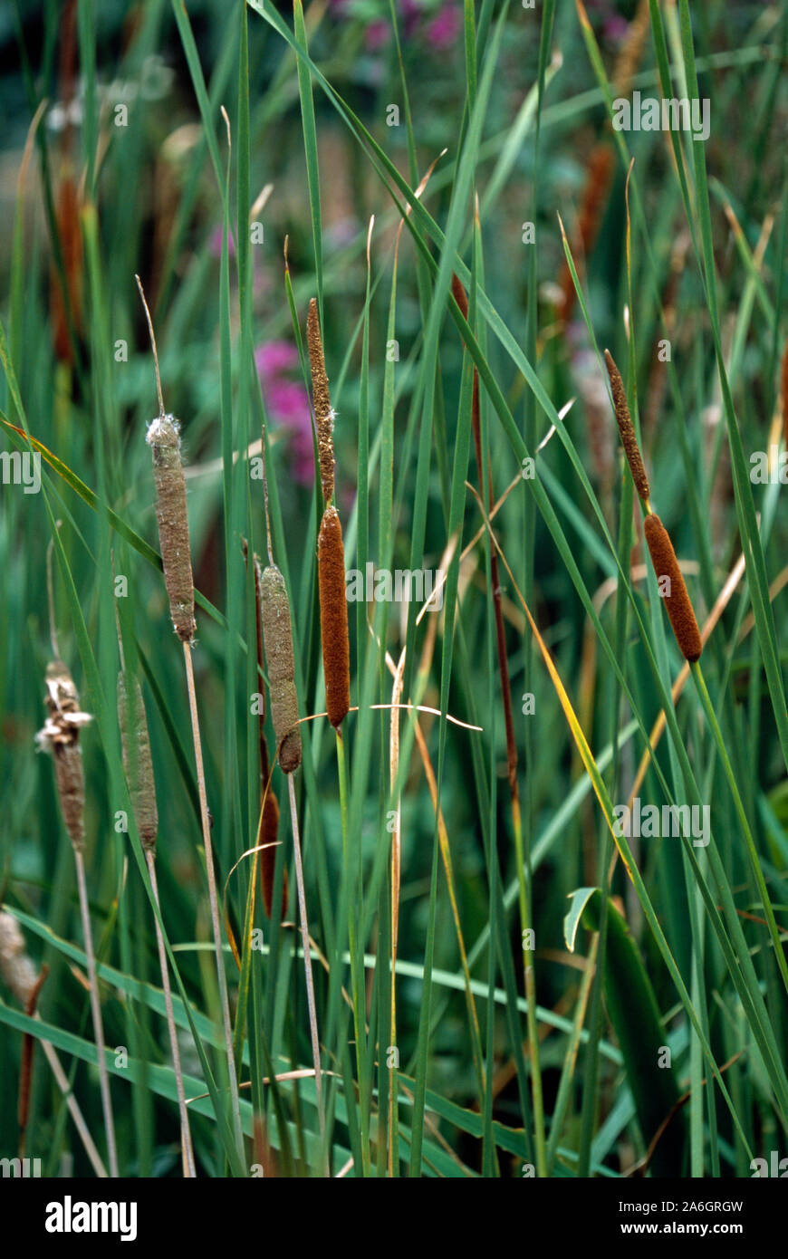 LESSER REEDMACE or BULRUSH Typha angustifolia Stock Photo - Alamy