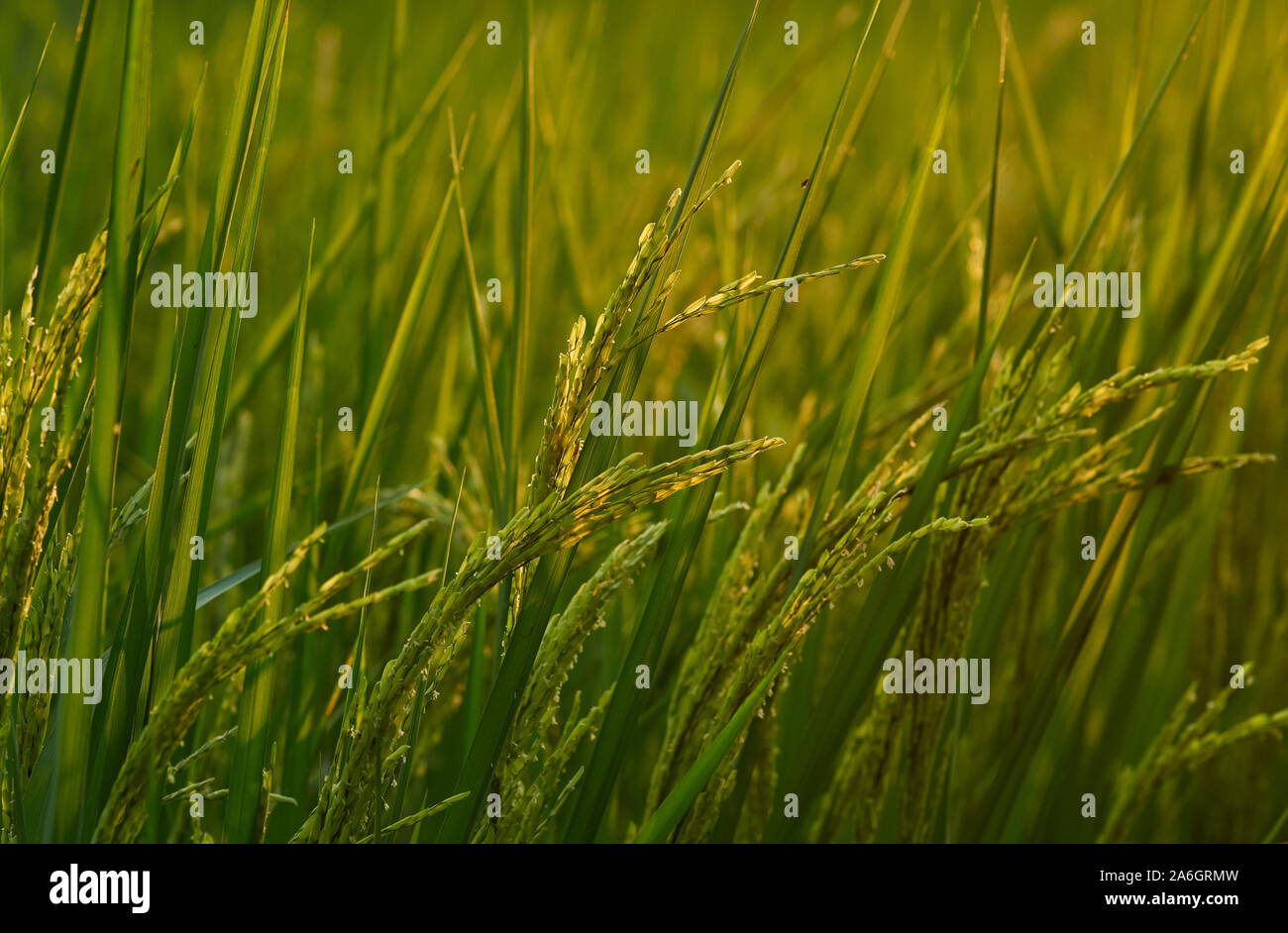 The rice paddy of organic farm Stock Photo - Alamy