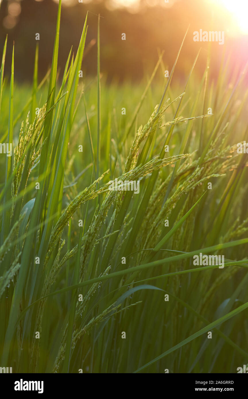 Paddy stem hi-res stock photography and images - Alamy