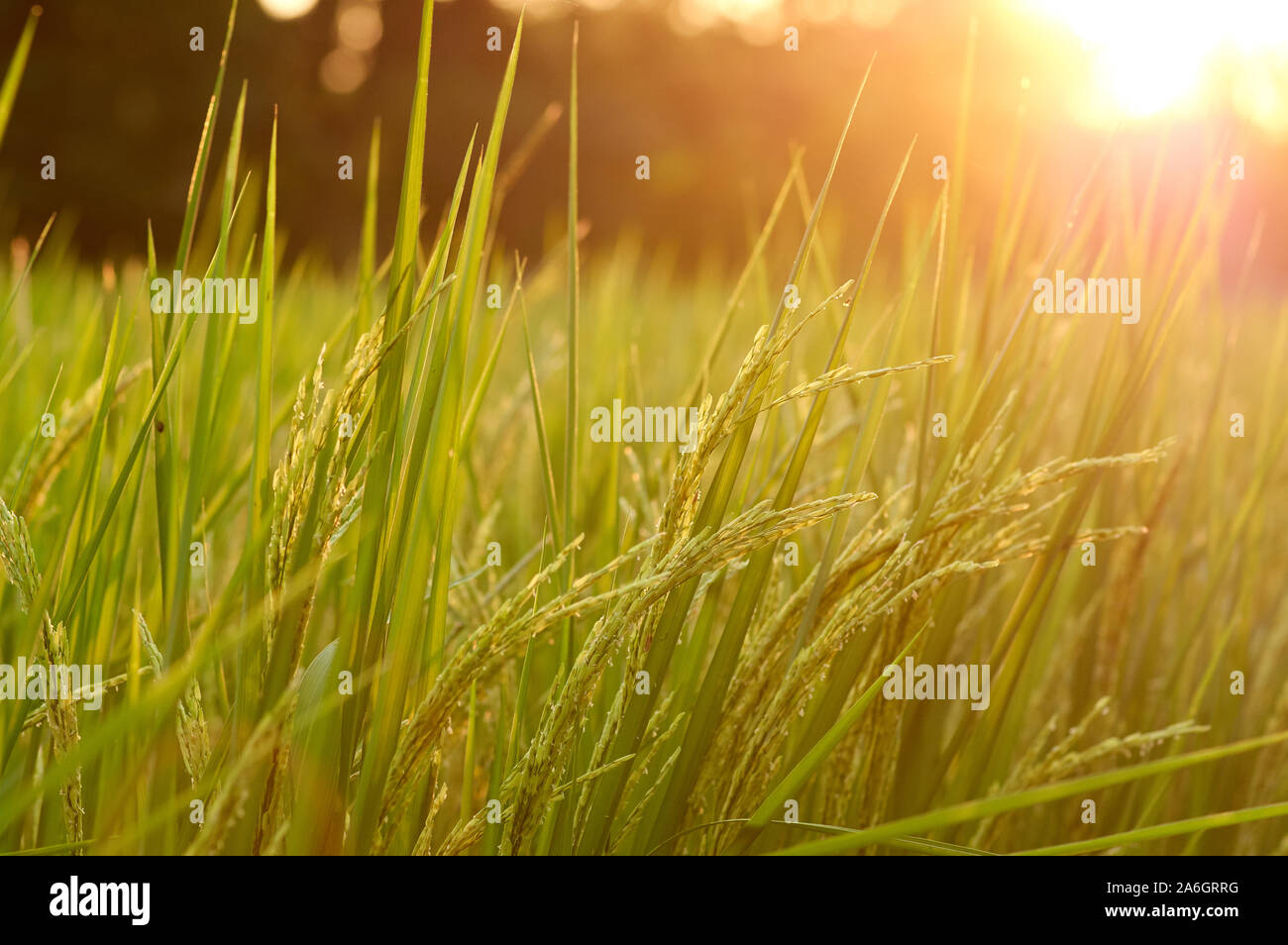 Rice Stem High Resolution Stock Photography and Images - Alamy