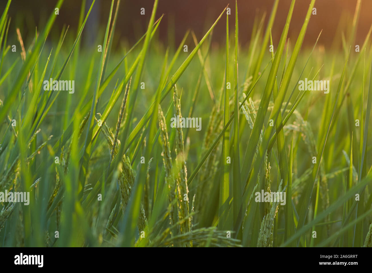 Rice stem hi-res stock photography and images - Alamy