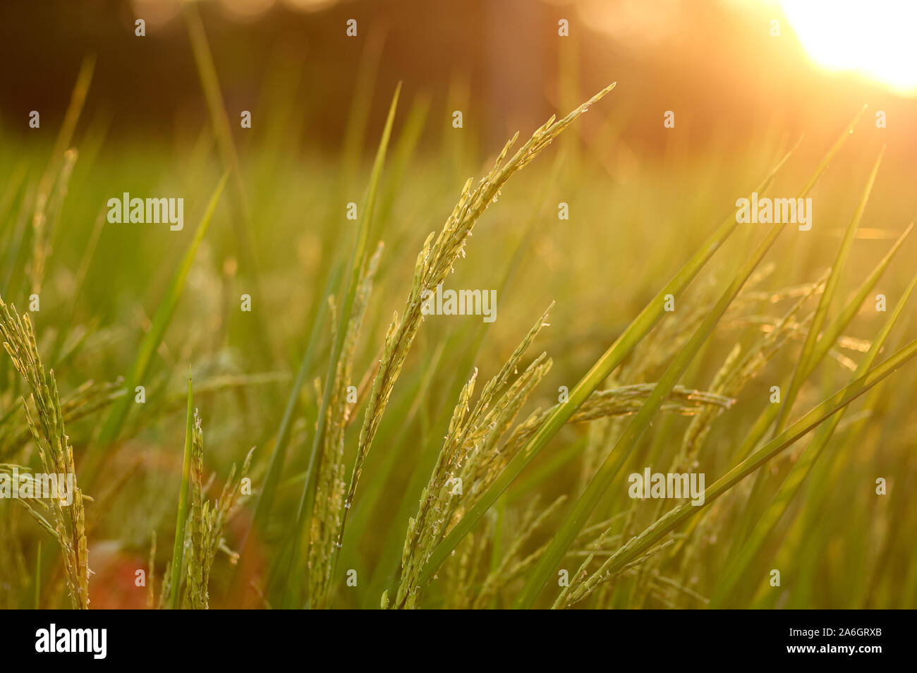 Rice stem hi-res stock photography and images - Alamy
