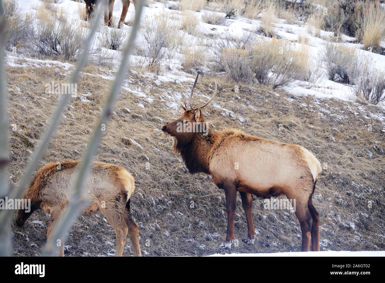 Snow spike elk hi-res stock photography and images - Alamy