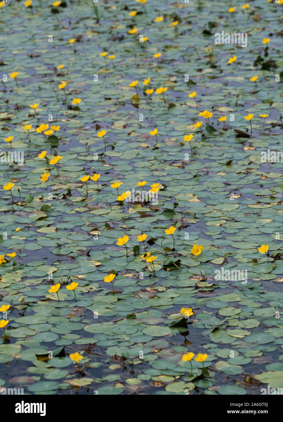 FRINGED WATERLILY mass in flower (Nymphoides peltata). Covering open ...