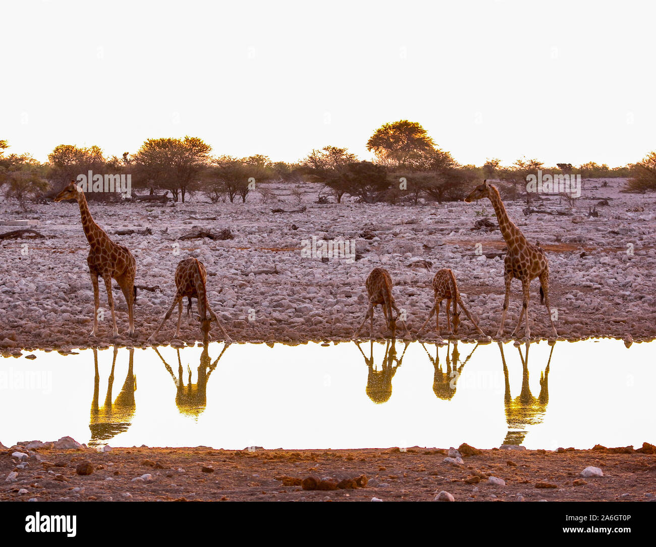 Discovering a lot of animals at etosha national park in Namibia ...
