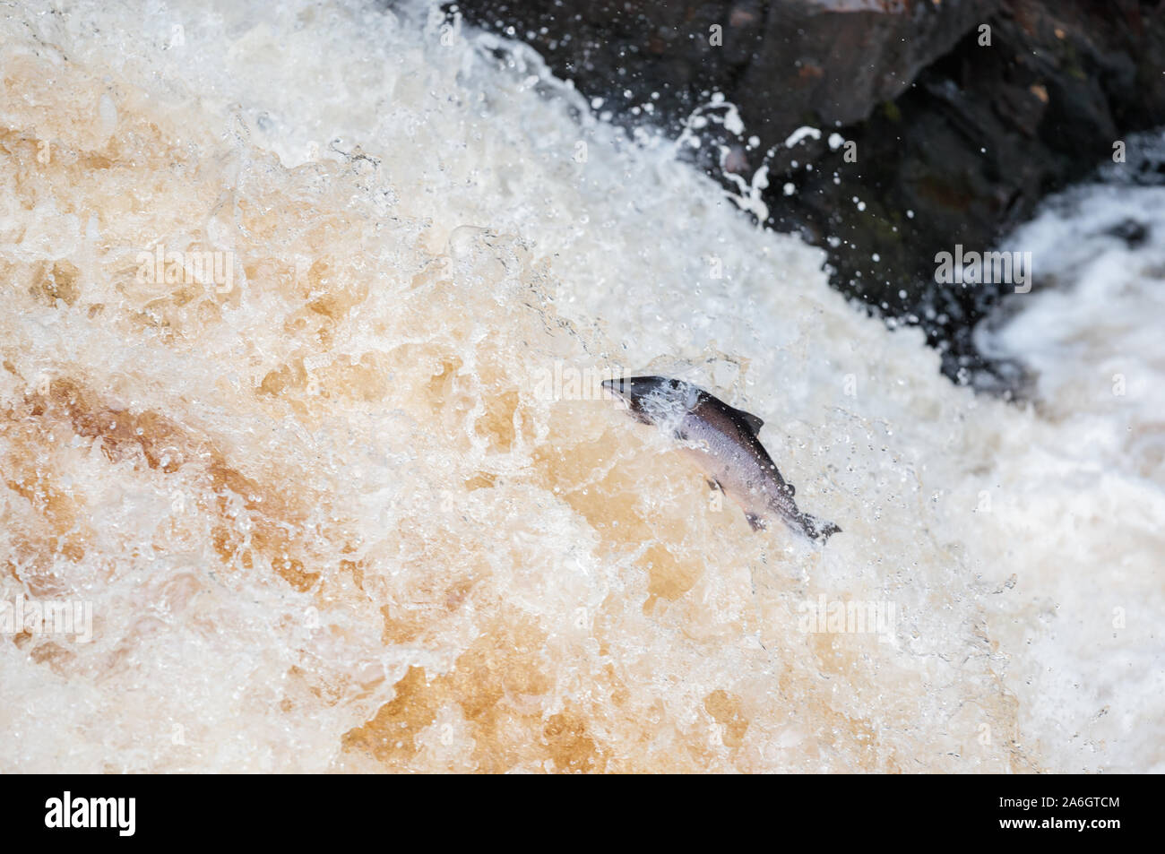 Salmon jump waterfall hi-res stock photography and images - Alamy