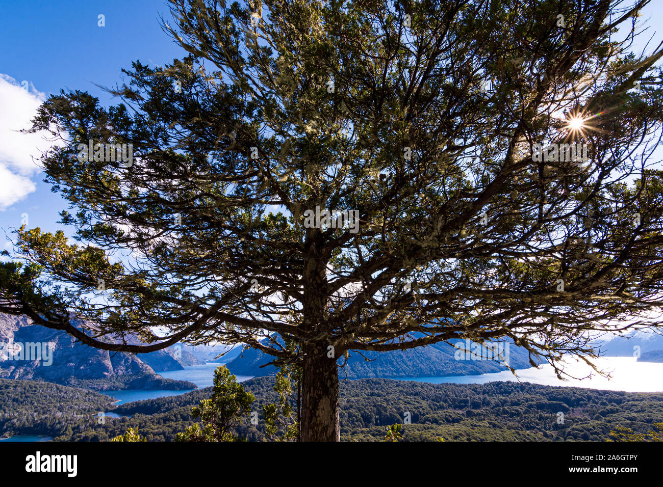 Coihue tree hi-res stock photography and images - Alamy