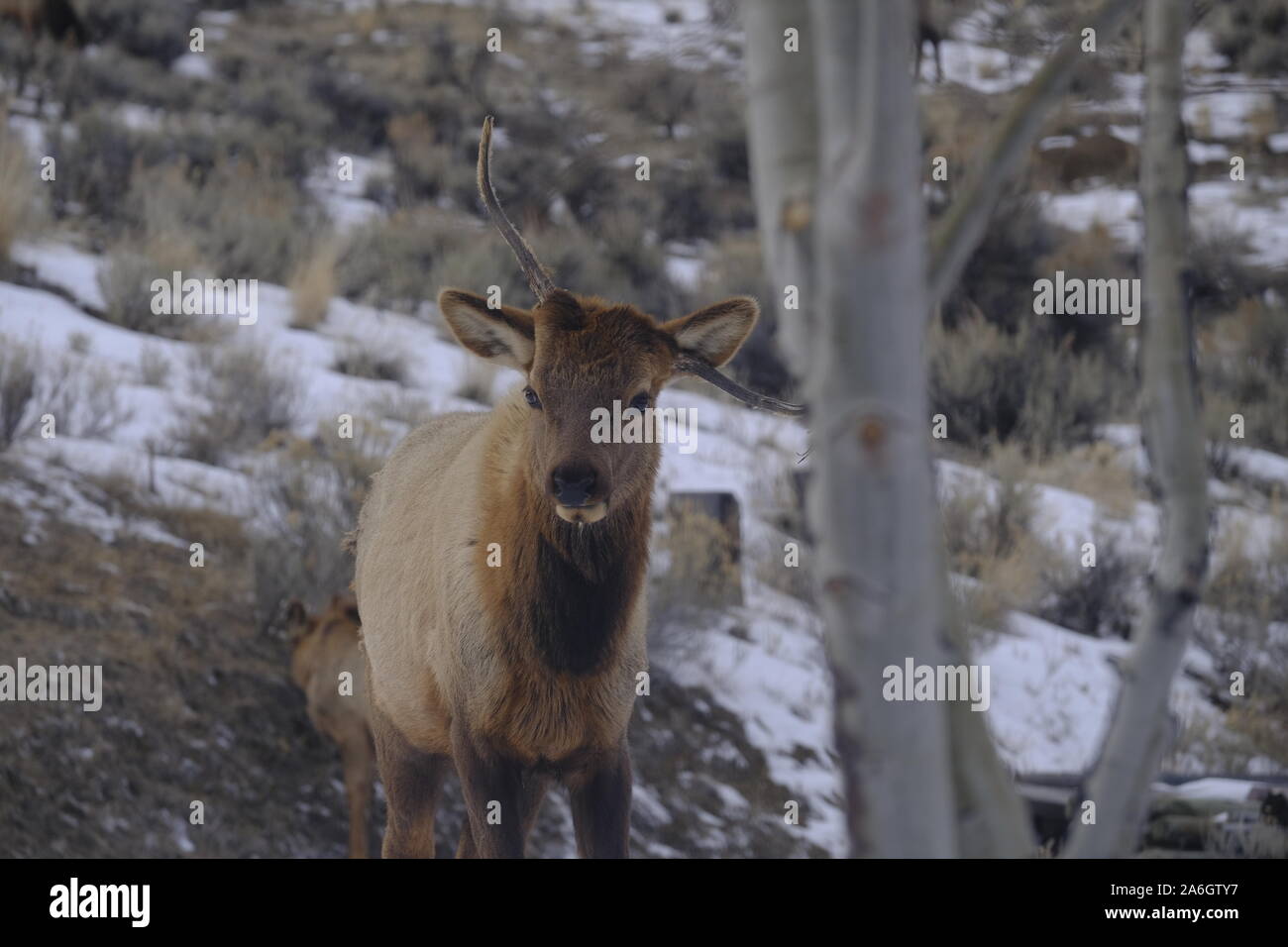 Elk in winter Stock Photo - Alamy