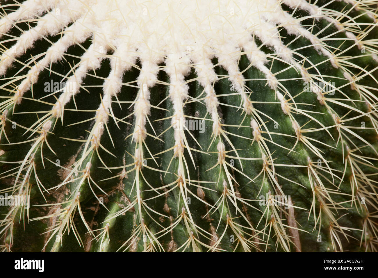 Thin cactus hi-res stock photography and images - Alamy