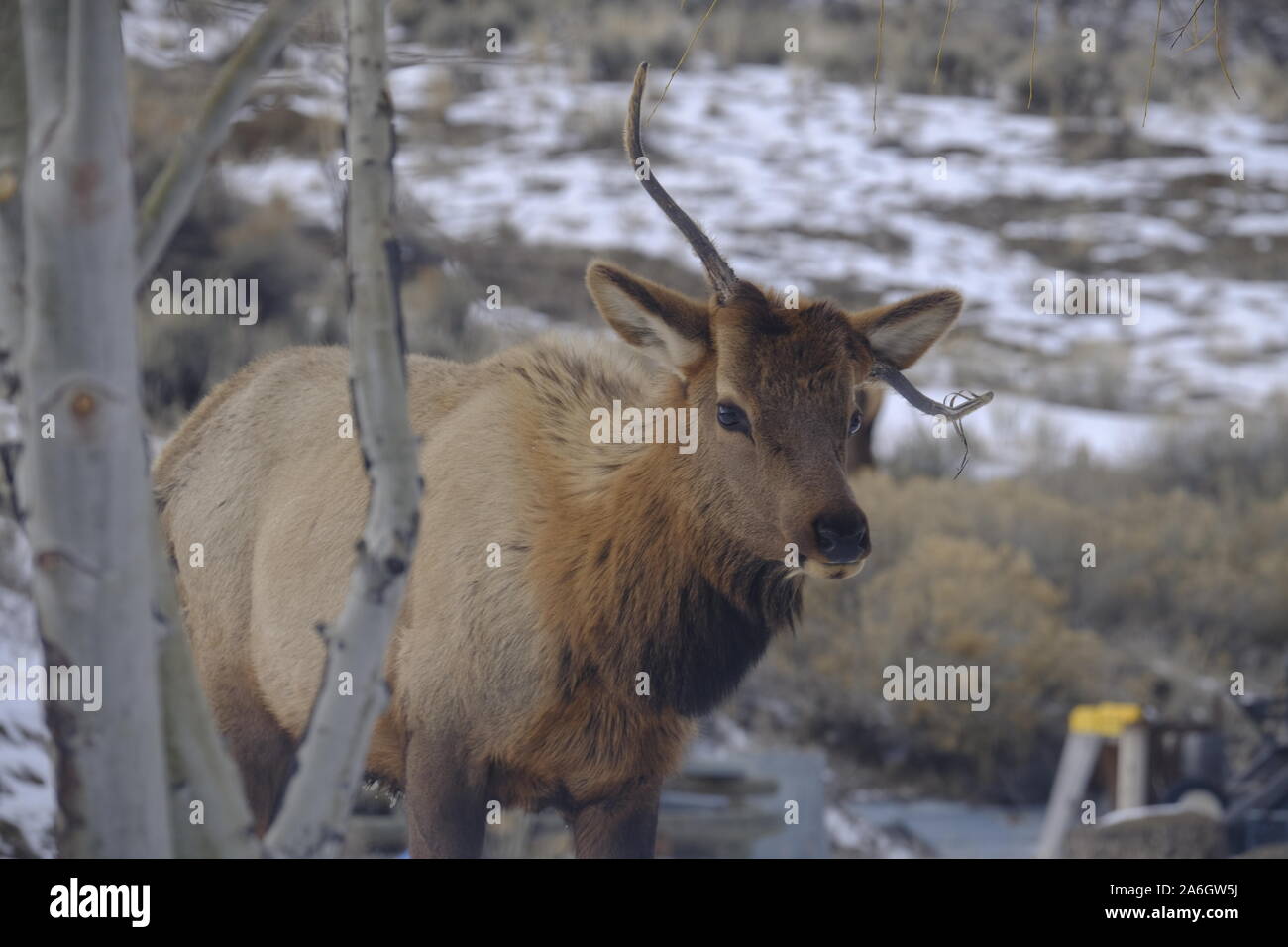 Spike Elk High Resolution Stock Photography and Images - Alamy
