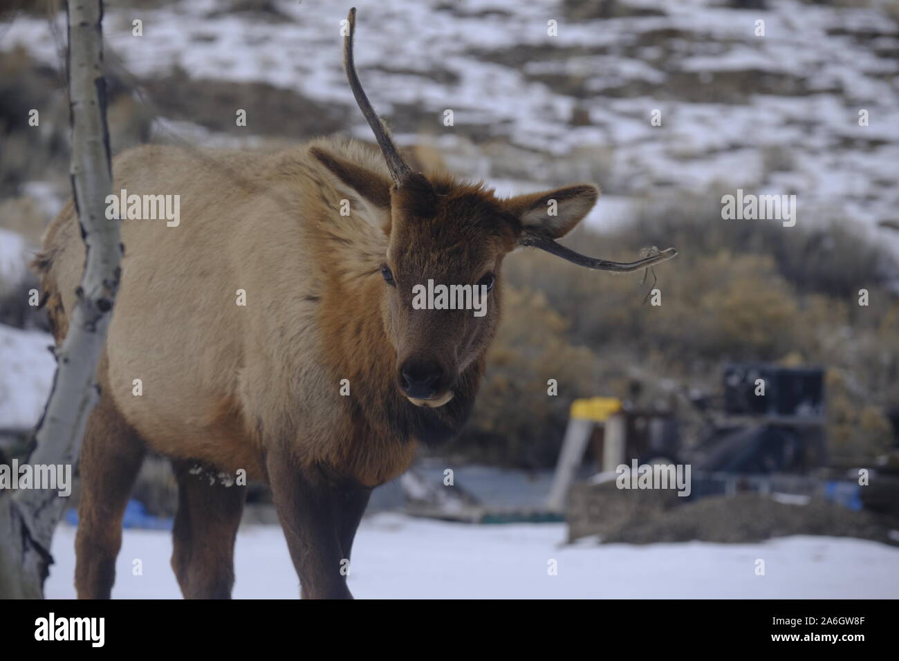 Elk in winter Stock Photo - Alamy