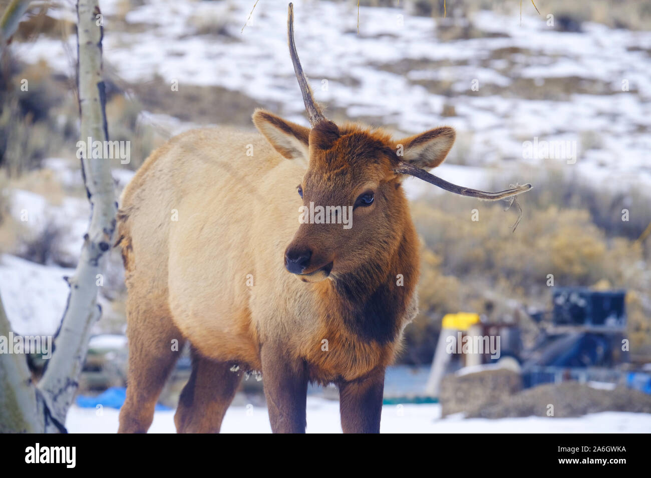 Snow spike elk hi-res stock photography and images - Alamy