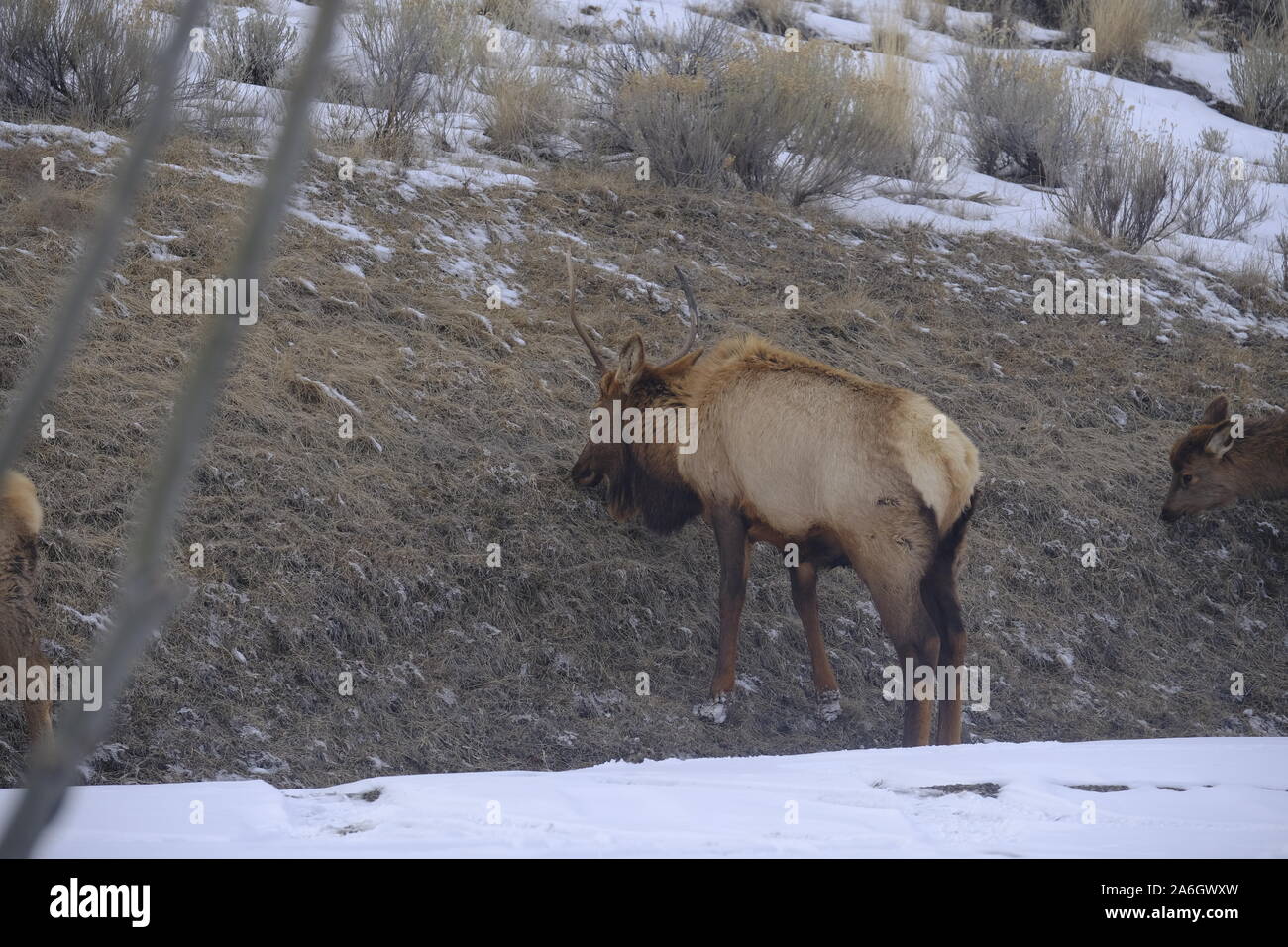 Elk in winter Stock Photo - Alamy