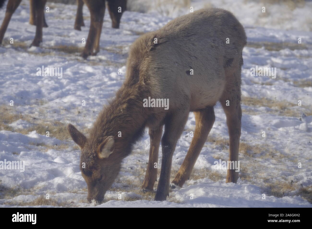 Elk in winter Stock Photo - Alamy