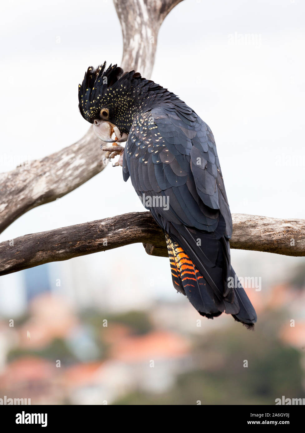 Red tailed black cockatoo hi-res stock photography and images - Alamy