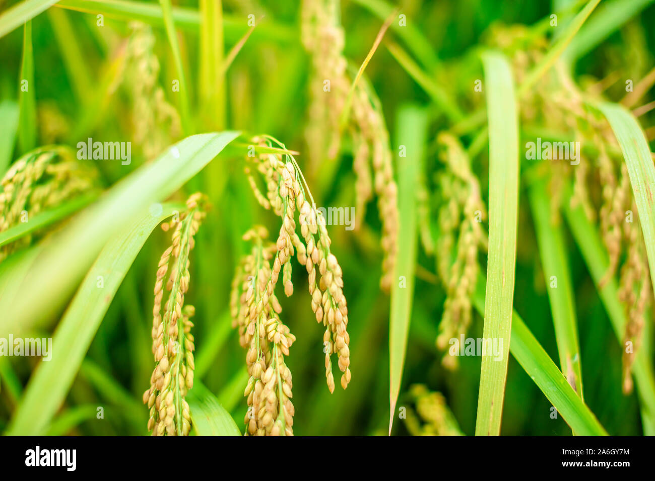 Green gold crop hi-res stock photography and images - Alamy