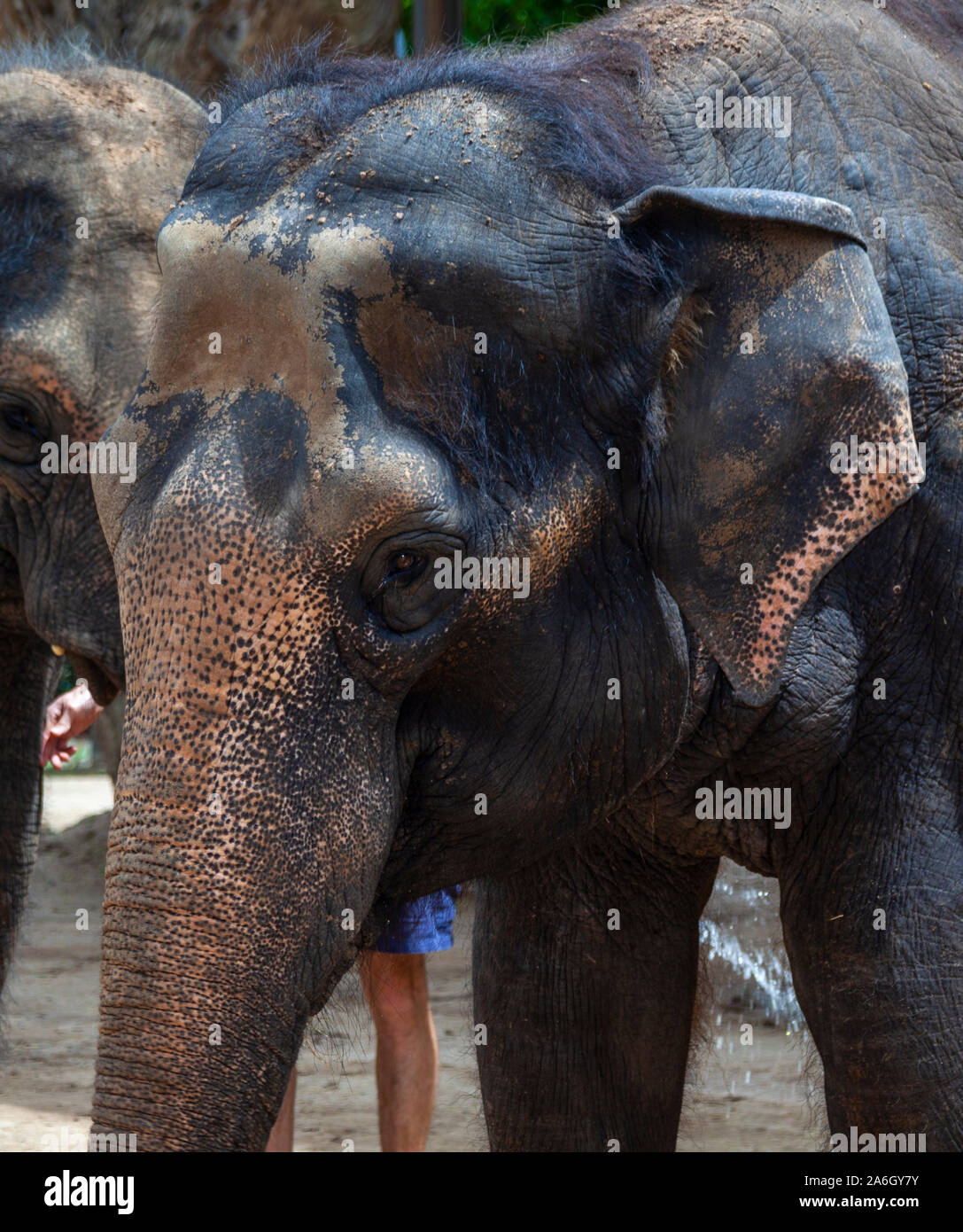 Elephant outdoor hi-res stock photography and images - Alamy
