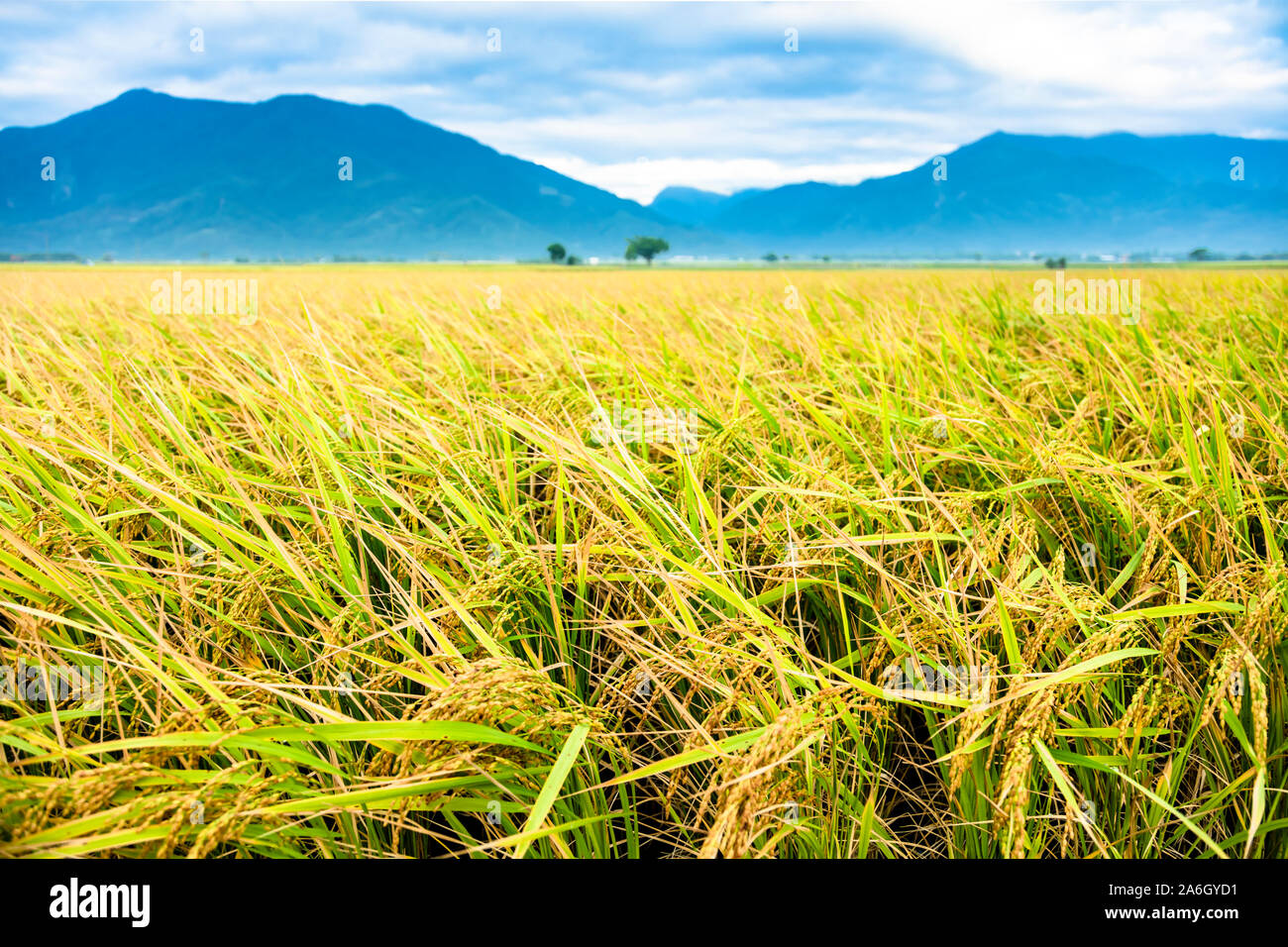 Taitung chishang paddy rice field hi-res stock photography and images ...