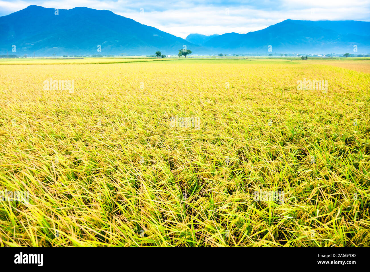 Beautiful Rice Fields in taitung . Taiwan Stock Photo - Alamy