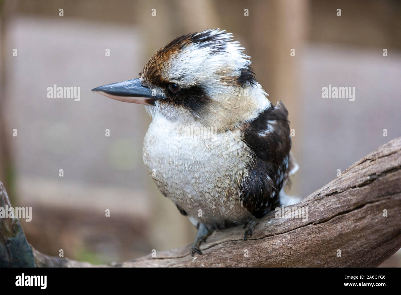 Australian laughing bird the famous kookaburra Stock Photo - Alamy