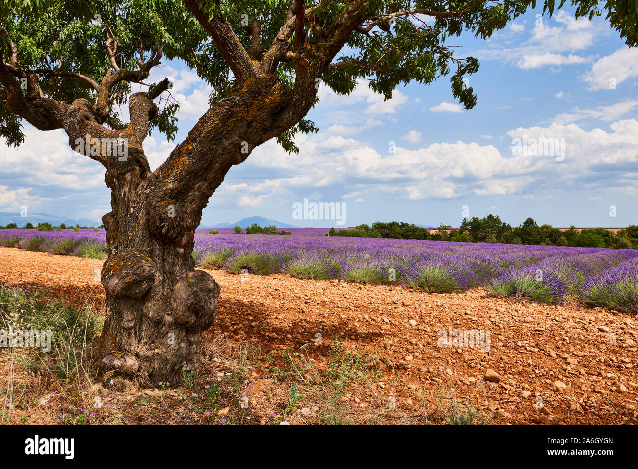 Beautiful summer landscape of Provence with a tree and lavender fields ...