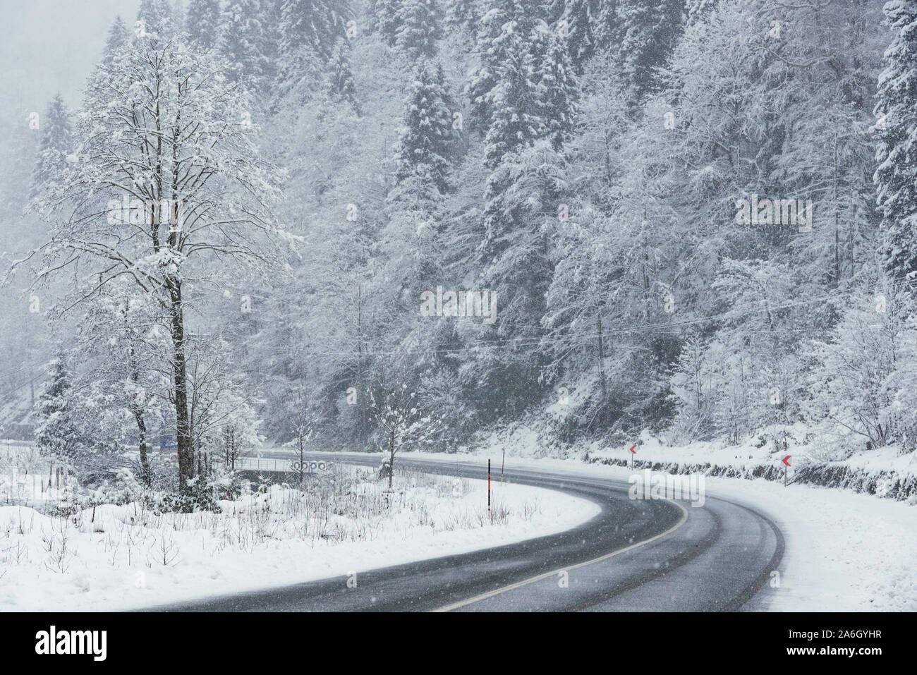 Snowy bending road scene in winter, with snowy trees, rocks and asphalt ...