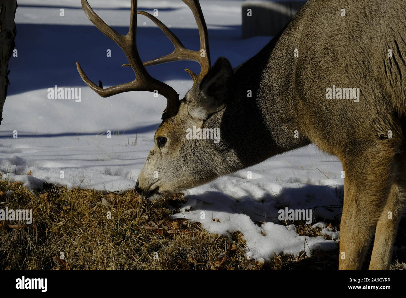 Mule Deer Buck Stock Photo - Alamy