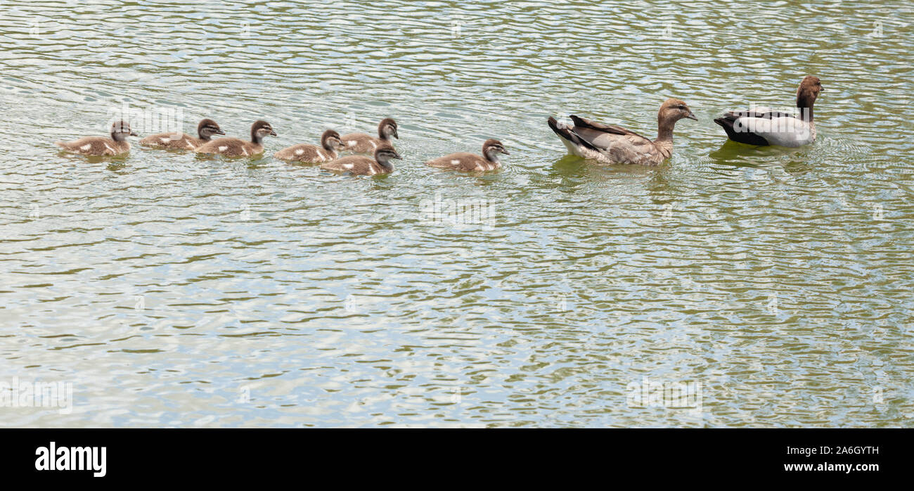 mum and dad duck with their offspring Stock Photo - Alamy