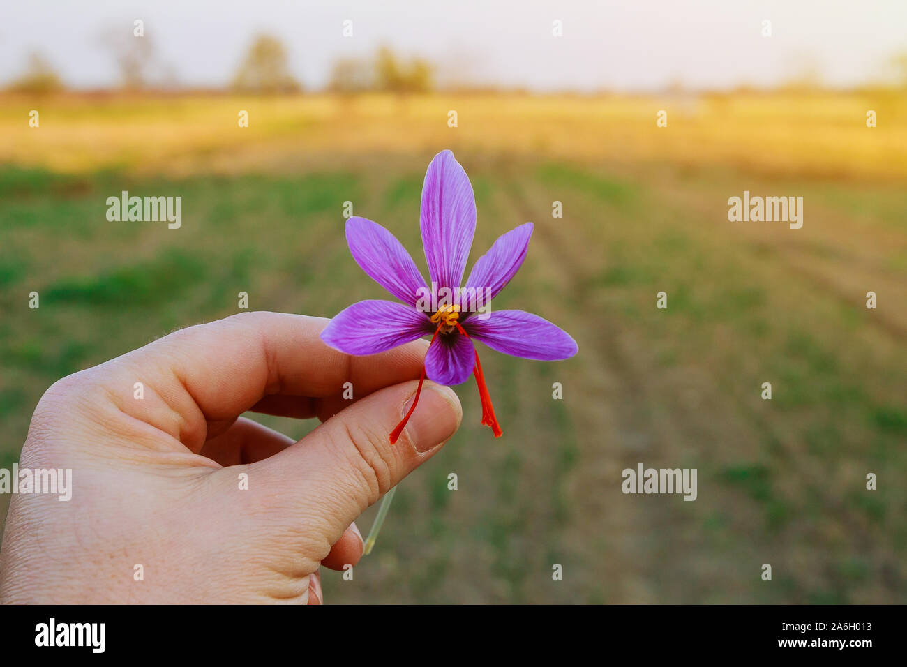 Extraction of stigmas of saffron fields of violet safran at harvest ...