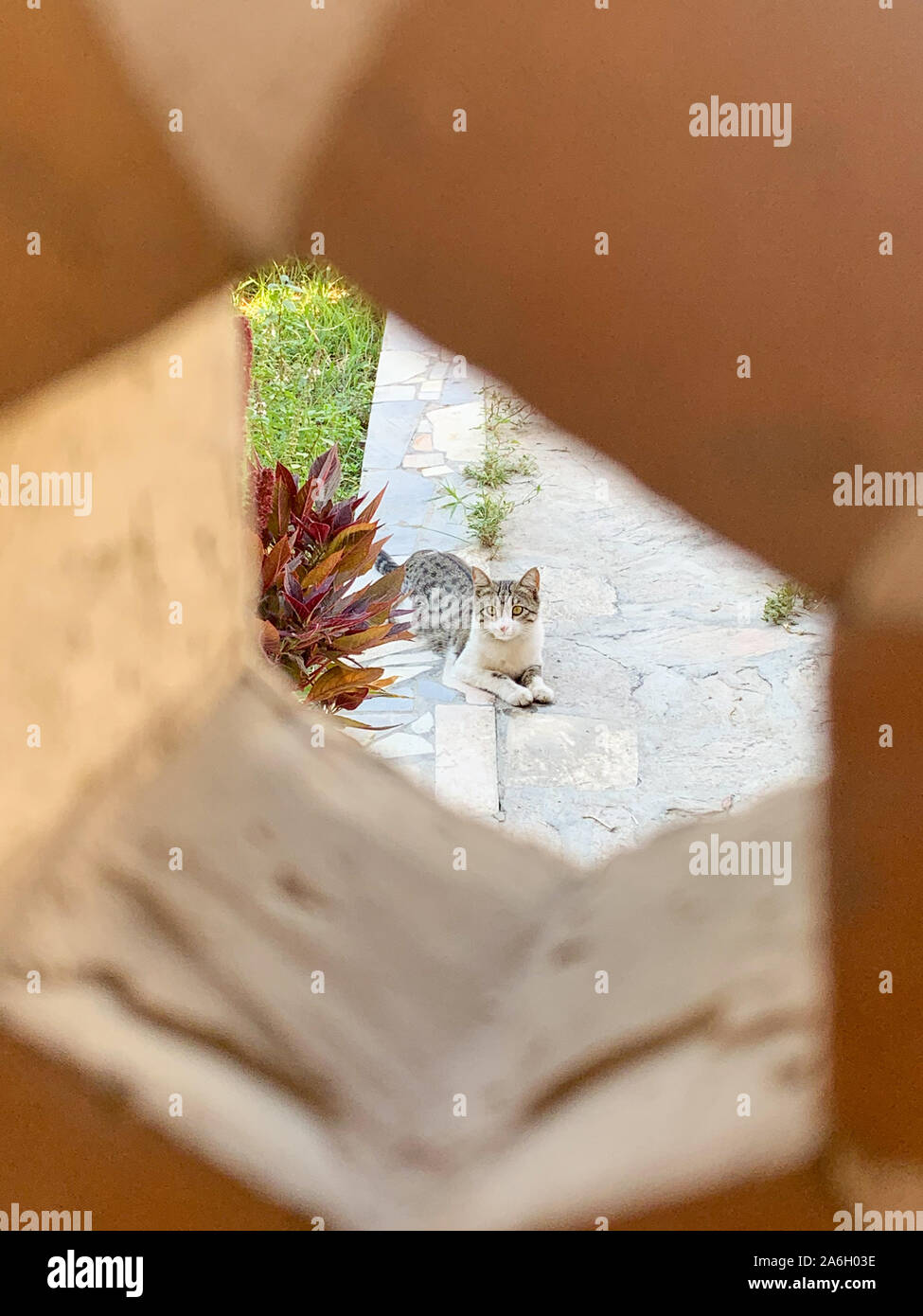 Tabby cat in Bukhara, Uzbekistan looking through a fence Stock Photo ...