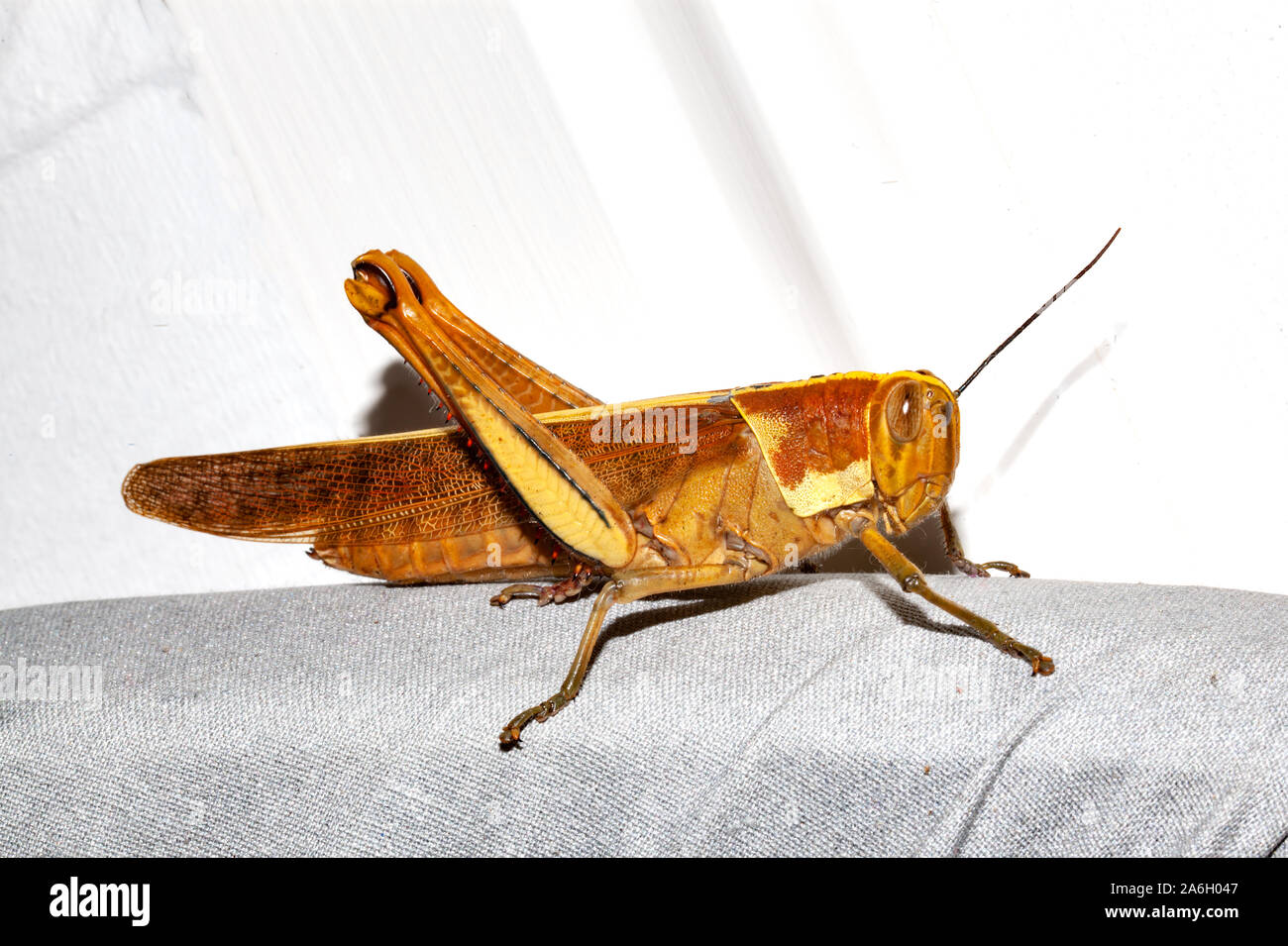Up close grasshopper hi-res stock photography and images - Alamy