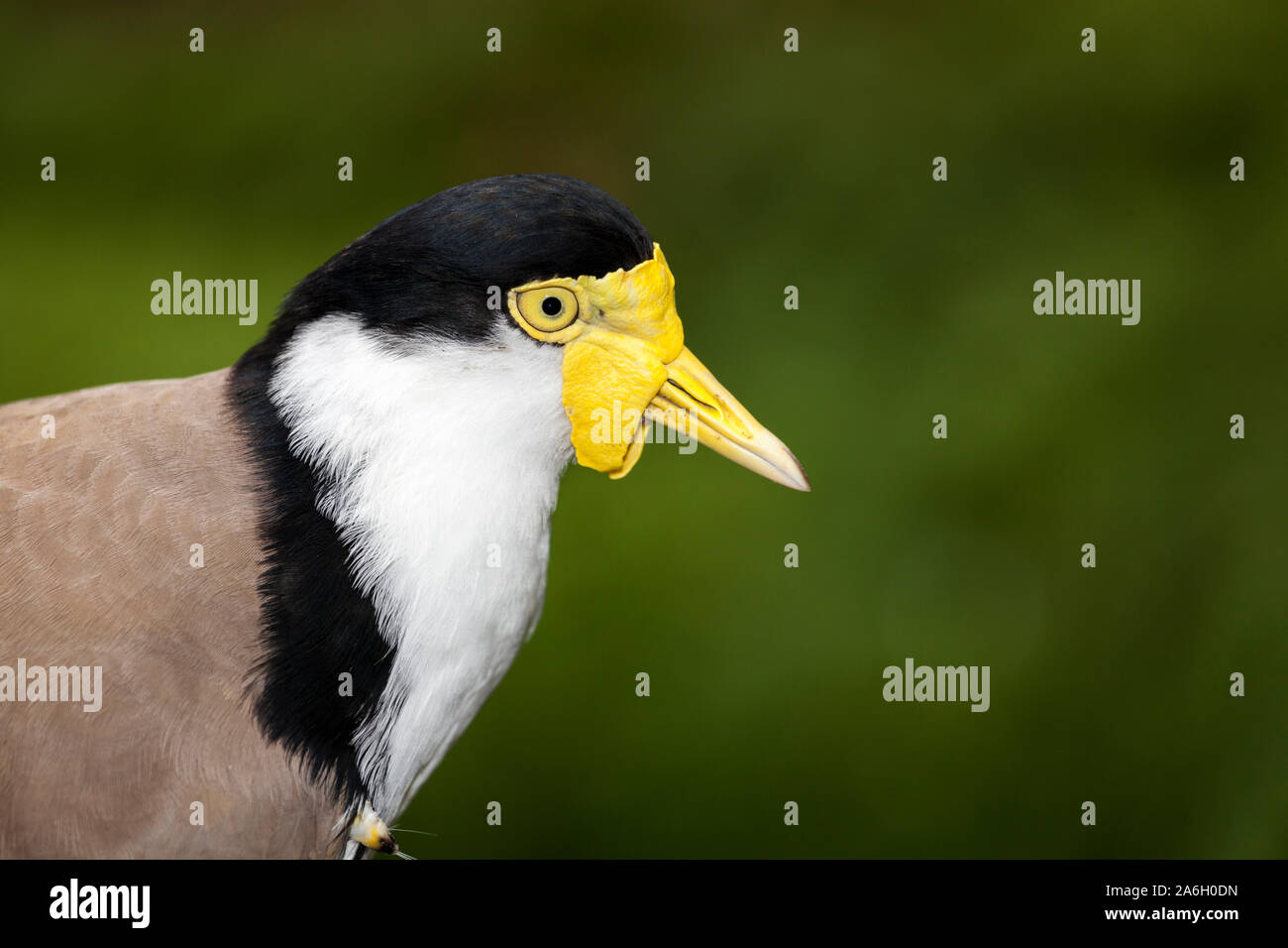 Birds with wattles hi-res stock photography and images - Alamy