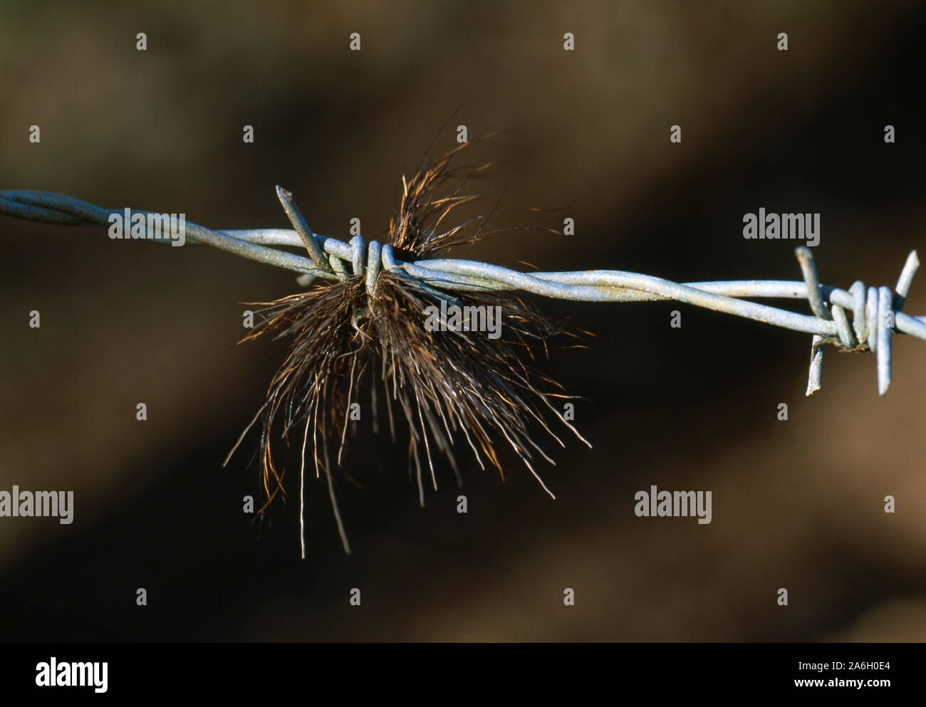 RED DEER fur (Cervus elaphus). Caught on barbed wire fence line ...