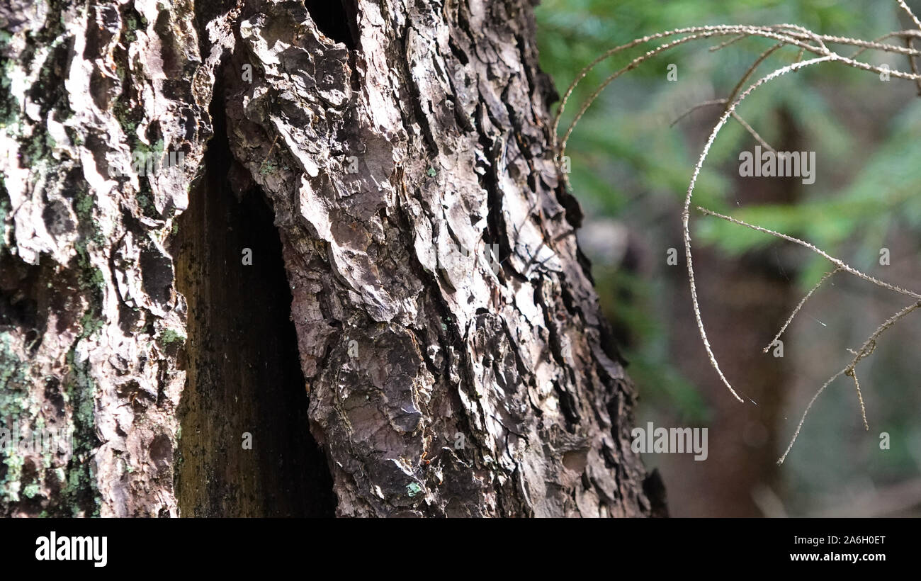 Hole in the bark of a tree with dry branches in forest Stock Photo - Alamy