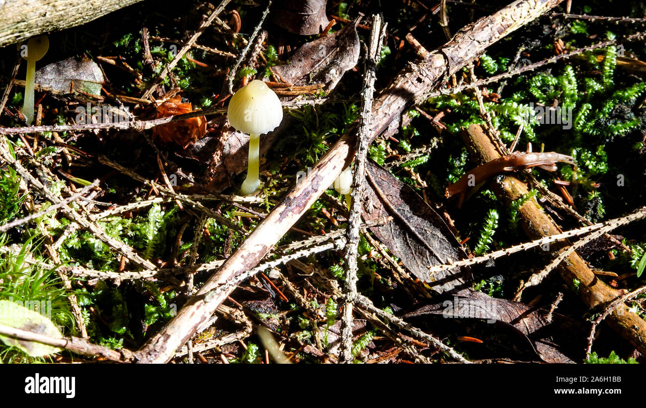 Unidentified poisonous transparent toxic dangerous mushroom in forest ...