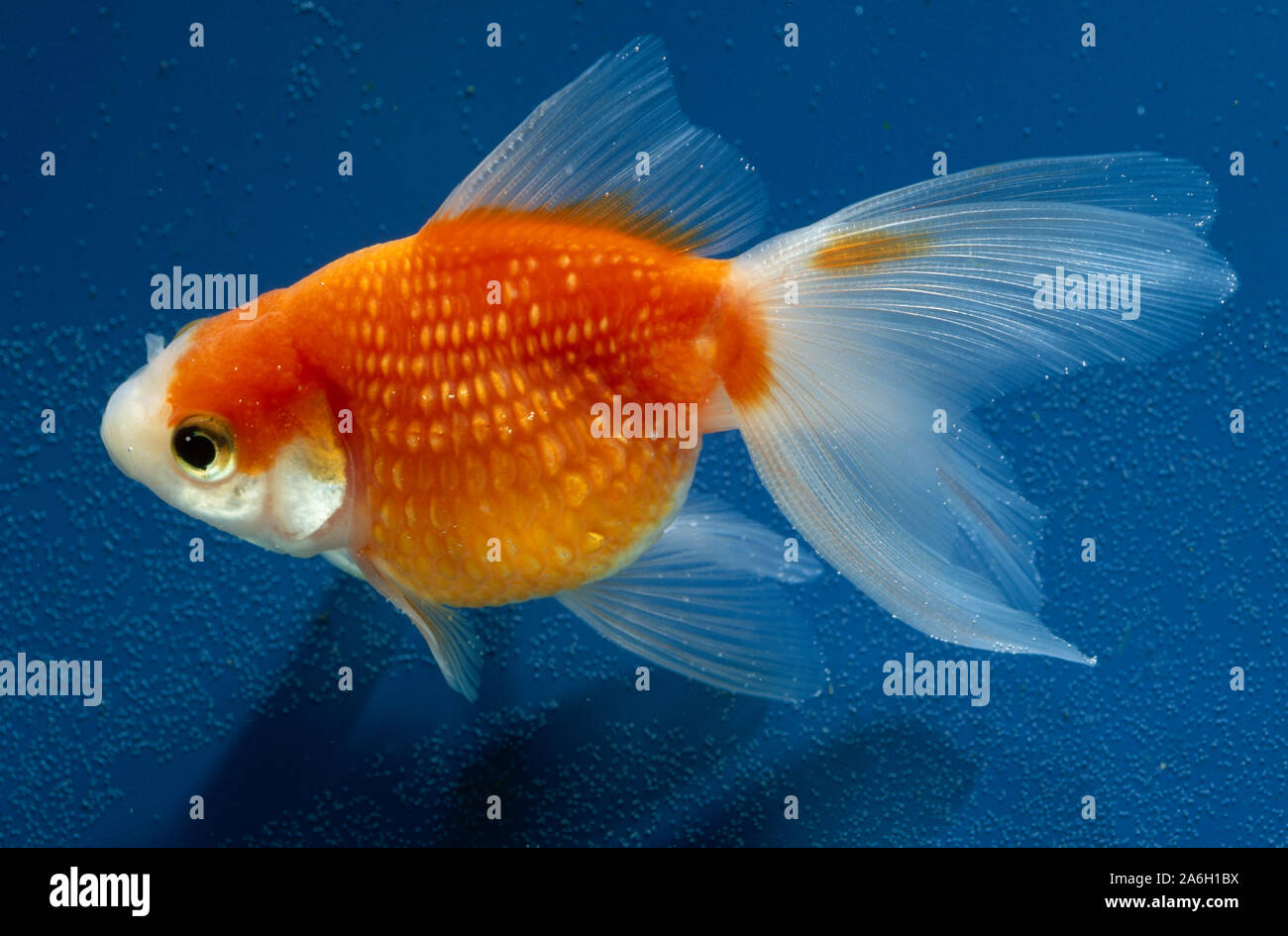 Pearl White Goldfish