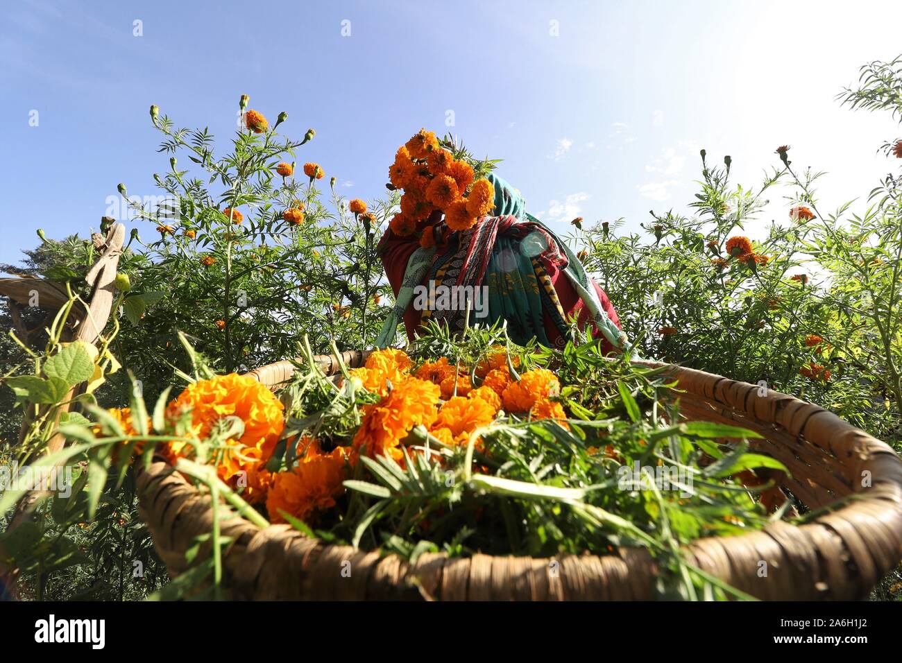 Kathmandu, Nepal. 26th Oct, 2019. A Nepalese woman collects marigold ...