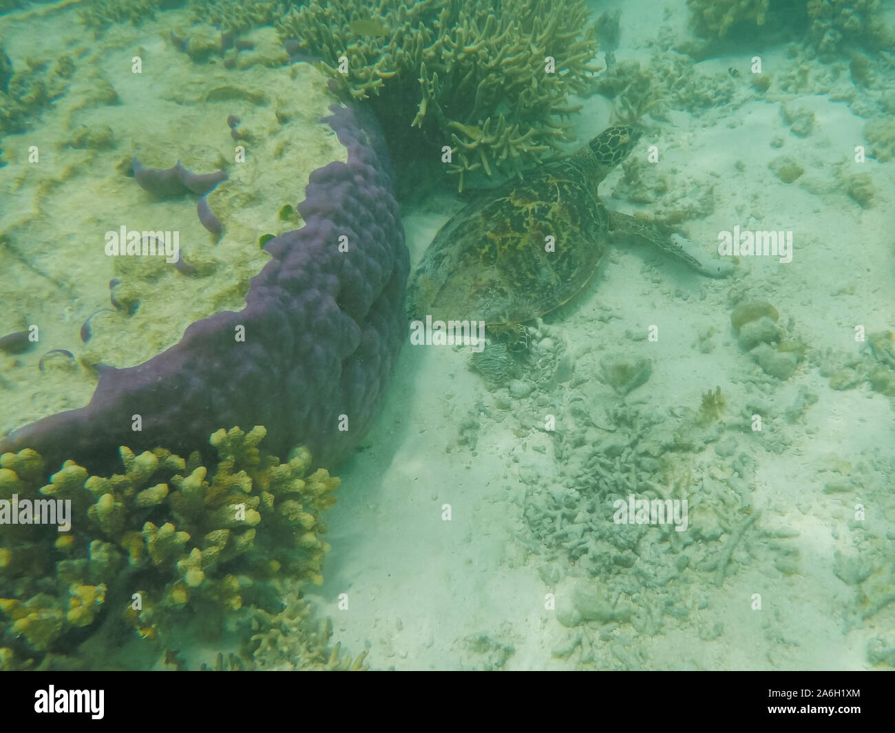 green sea turtle sitting on the seabed at heron island Stock Photo - Alamy