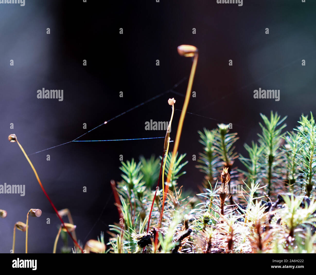 Macro of forest stand. The sun's rays fall on the plants in the forest ...