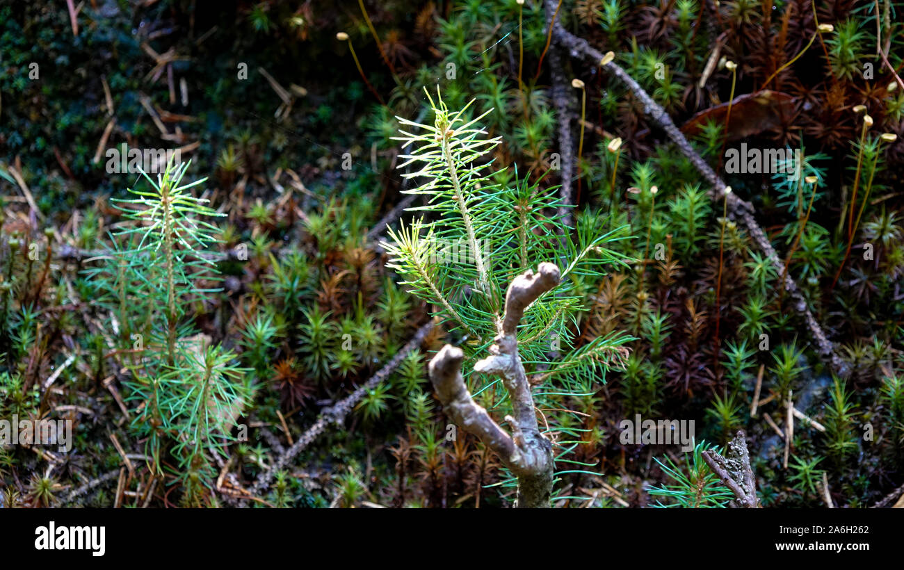 Macro of forest stand. The sun's rays fall on the plants in the forest ...
