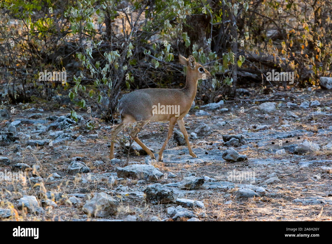 Africa antelope kudu mammal namibia hi-res stock photography and images ...
